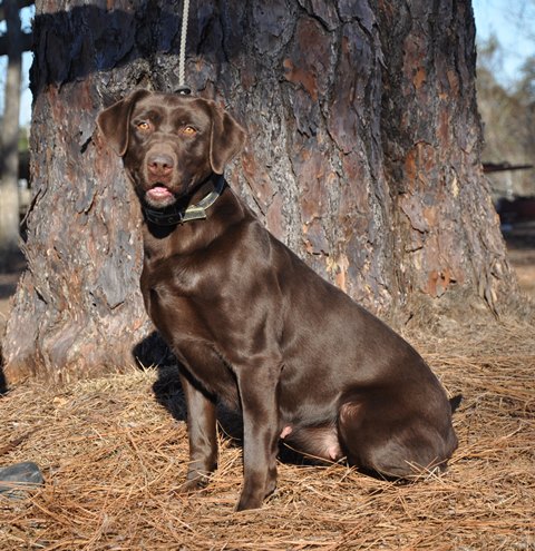 Chocolate Labs Images Male